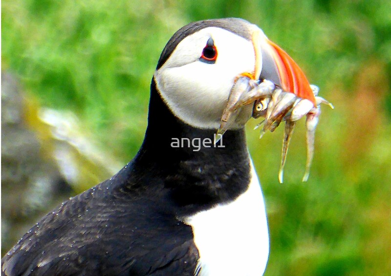 "Puffin with prey" by angel1 | Redbubble