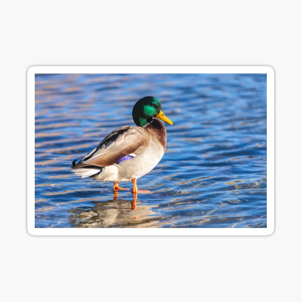 "Mallard" Sticker for Sale by jvnimages | Redbubble