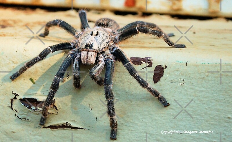 "HORNED BABOON SPIDER - Ceratogyrus brachycephalus" by Magriet Meintjes ...