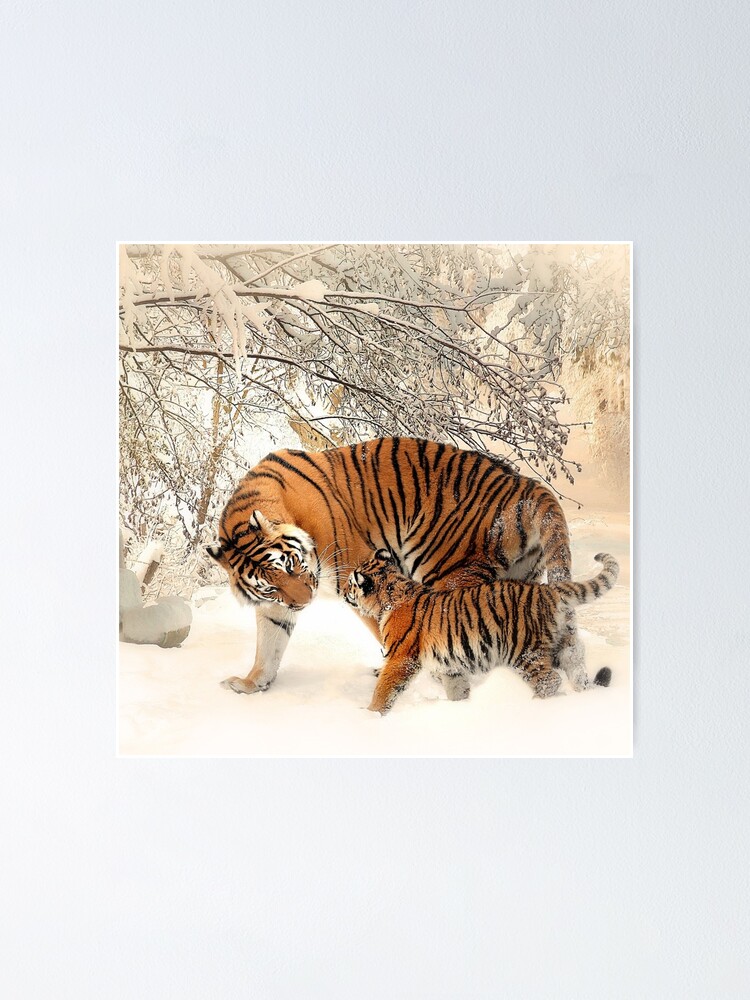 "tiger cub snow trees | tiger mom and tiger baby" Poster for Sale by ...