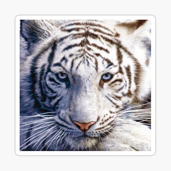 "White Tiger Eyes" Sticker for Sale by DavidPenfound | Redbubble