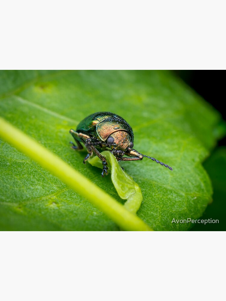 Pegatina «Un precioso escarabajo de hojas metálicas (Nodina sp ...