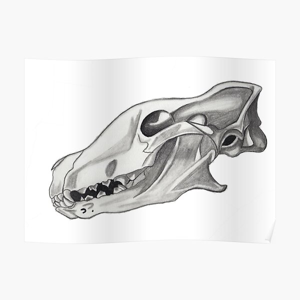 Fox Skull Posters | Redbubble