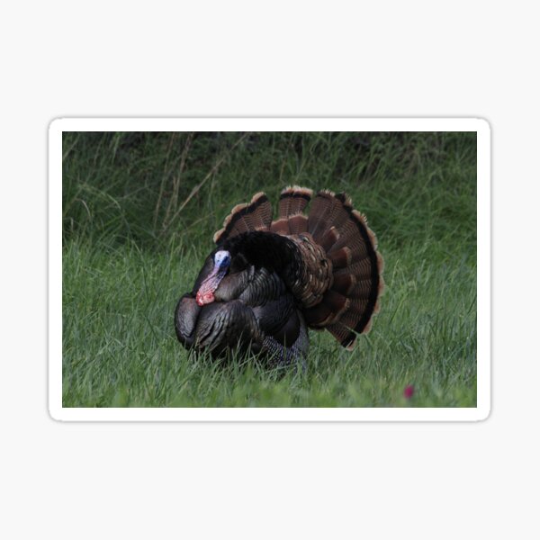 "Spring Tom Turkey Strutting in green grass" Sticker for Sale by ...