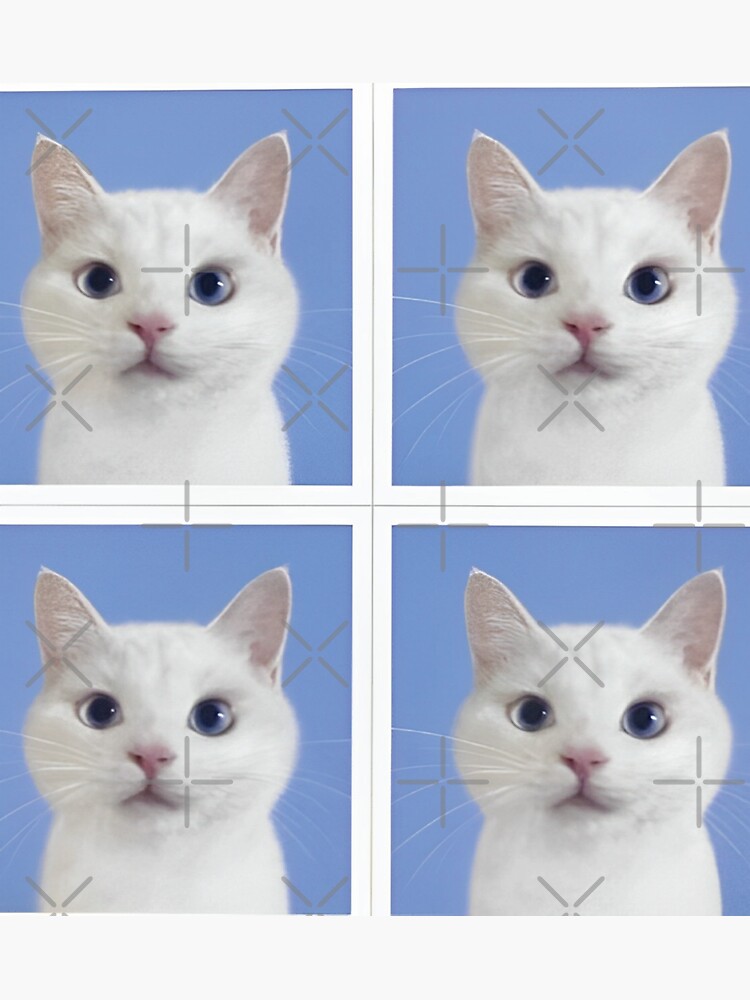 "Four Meme Cats " Sticker for Sale by zarinestore | Redbubble