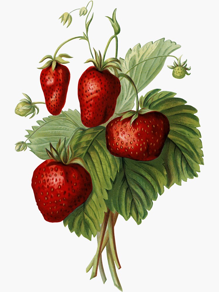 "Vintage Strawberry Botanical illustration" Sticker for Sale by ...