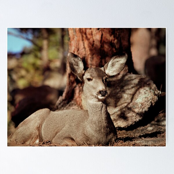 "Mule Deer Doe" Poster for Sale by Eric Glaser | Redbubble
