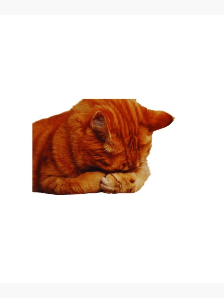 "sad cat sticker ." Poster for Sale by Marwane1shop | Redbubble