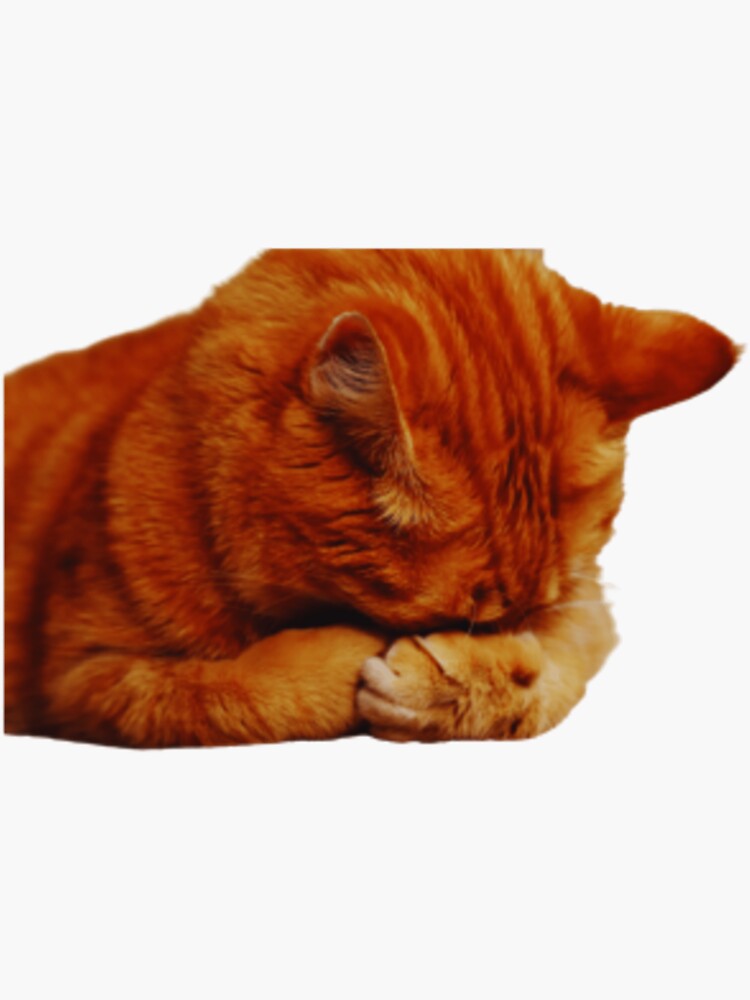 "sad cat sticker ." Sticker for Sale by Marwane1shop | Redbubble