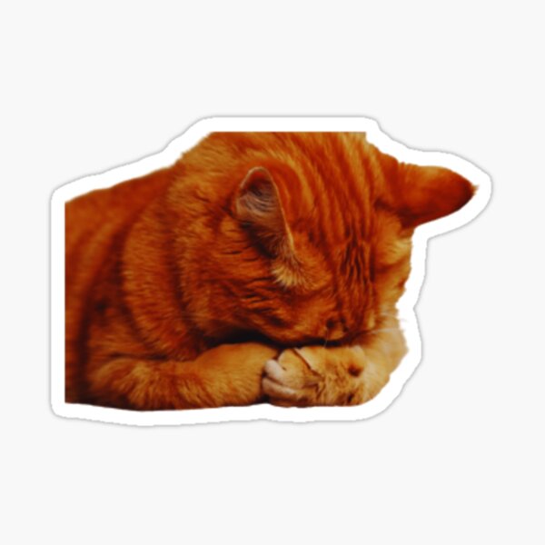 "sad cat sticker ." Sticker for Sale by Marwane1shop | Redbubble