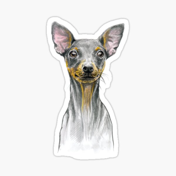 "Miniature Pinscher Min Pin Cute Dog Portrait" Sticker for Sale by ...