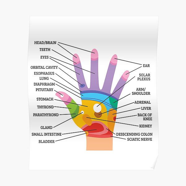 "Hand Reflexology Map - A Chart Anatomy Massage Hand Relaxation" Poster ...