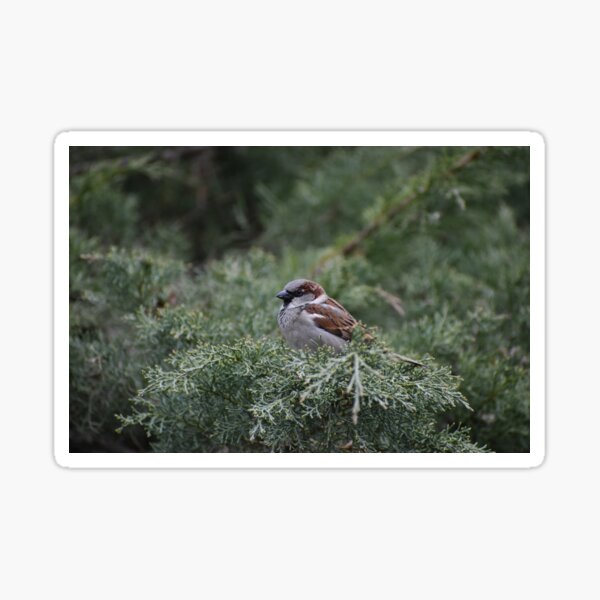 "sparrow" Sticker for Sale by fauneetflore | Redbubble