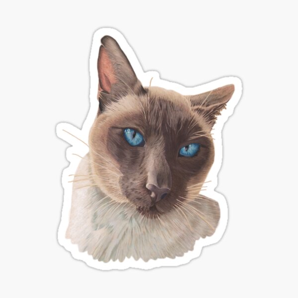 "A Siamese cat" Sticker for Sale by cathyscreations | Redbubble