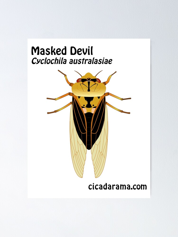 "Masked Devil cicada (Cyclochila australasiae)" Poster for Sale by ...
