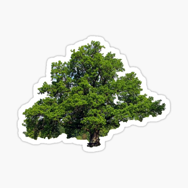 "Large Oak Tree" Sticker for Sale by David-Howells | Redbubble