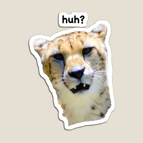 Laughing Cheetah Memes