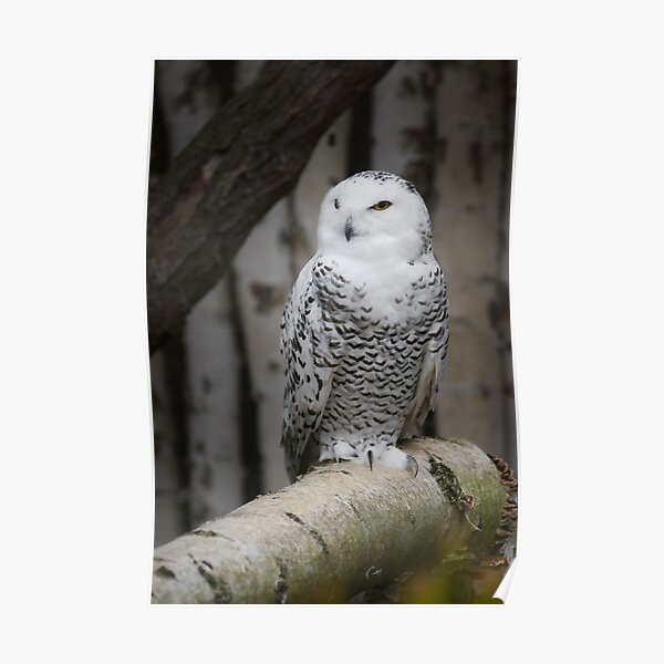 "The snowy owl, also known as the polar owl.(Bubo scandiacus)" Poster for Sale by TomasPospisil ...