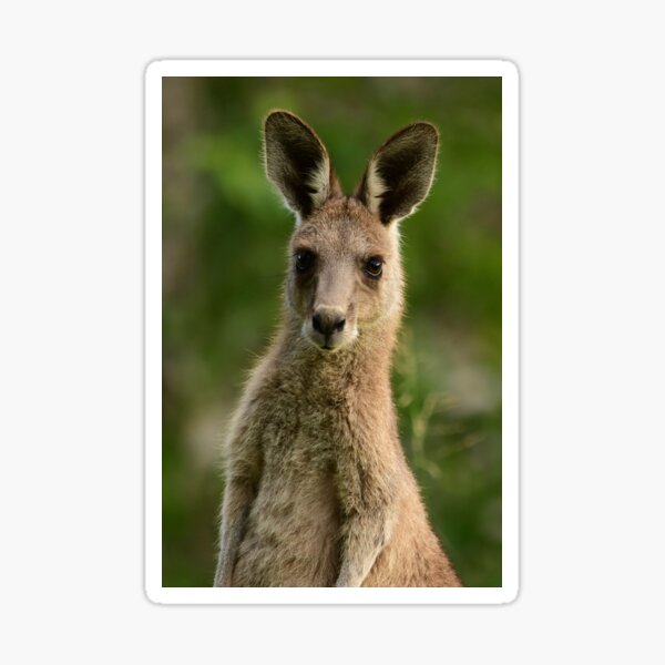 "Pretty Roo" Sticker for Sale by photosbymia | Redbubble