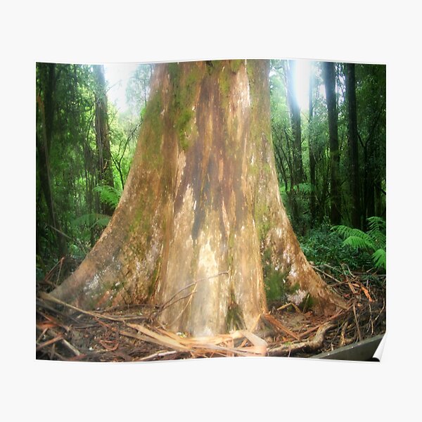 "The Big Boy ( Mountain Ash Tree) " Poster for Sale by cjcphotography ...