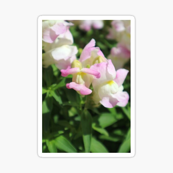 "Carnival of Flowers snapdragons" Sticker for Sale by d-g-t | Redbubble