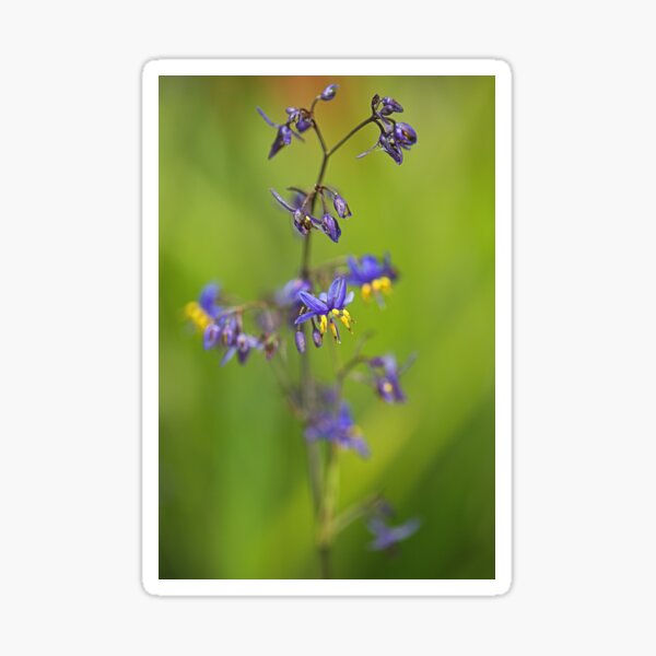 "Butterfly Iris Flax Lily" Sticker for Sale by bubbleblue | Redbubble