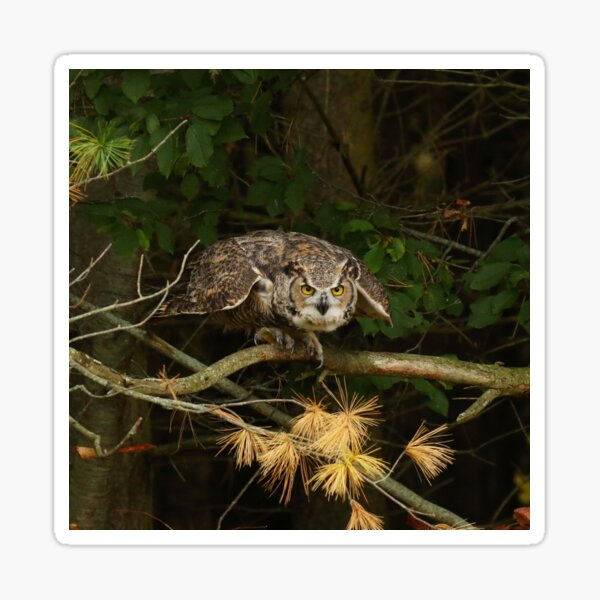 "On your mark get set go" Sticker for Sale by locustgirl | Redbubble