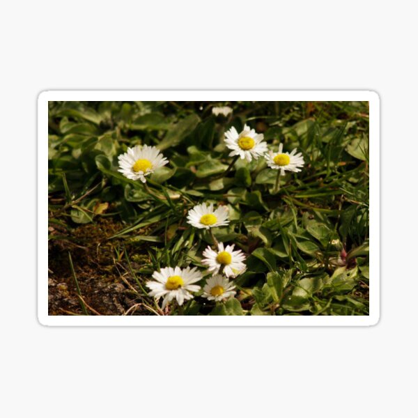 "daisies" Sticker for Sale by Francespoppy | Redbubble