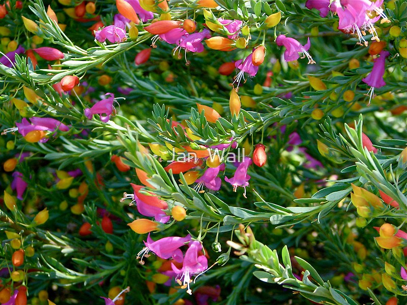 "Emu Bush" by Jan Wall | Redbubble