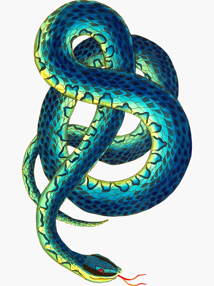 "snake" Sticker for Sale by GRATULACJE | Redbubble