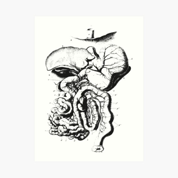 "Vintage Anatomy Illustration Internal Organs" Art Print for Sale by ...
