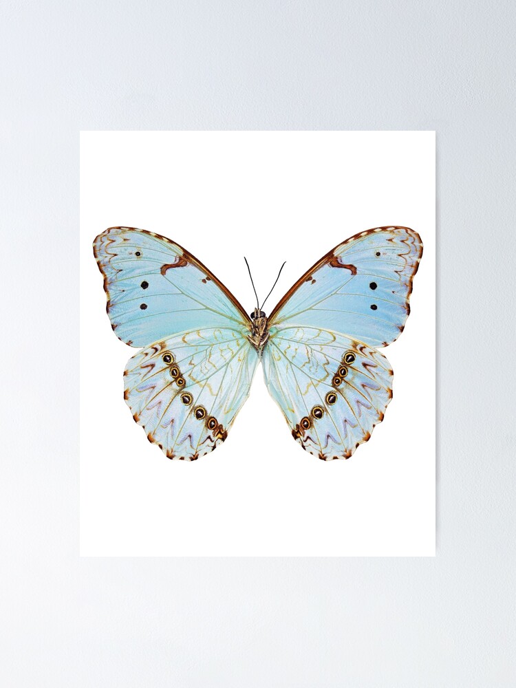 "Light Blue Butterfly Pack " Poster for Sale by Letdomagic | Redbubble