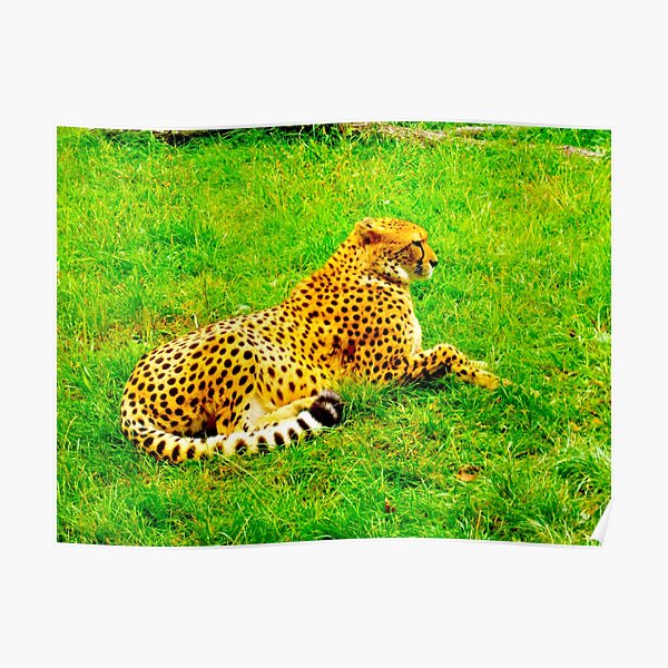 "the cheeta" Poster for Sale by AYIFRICAN | Redbubble
