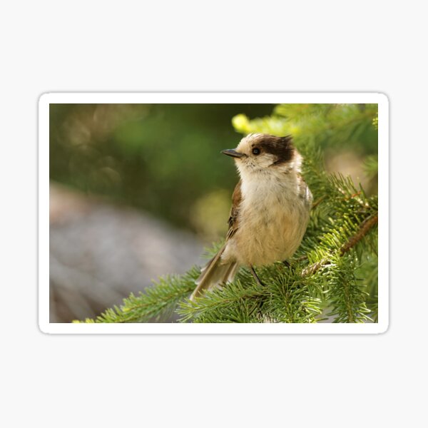 "Profile of a Whiskeyjack / Grey Jay" Sticker by walkswithnature ...