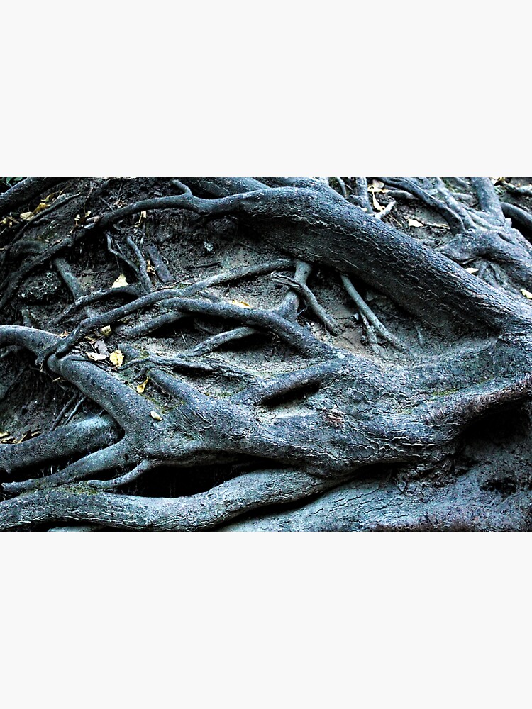 "Tree Gnarled Roots Natural Texture Abstract" Sticker for Sale by ...