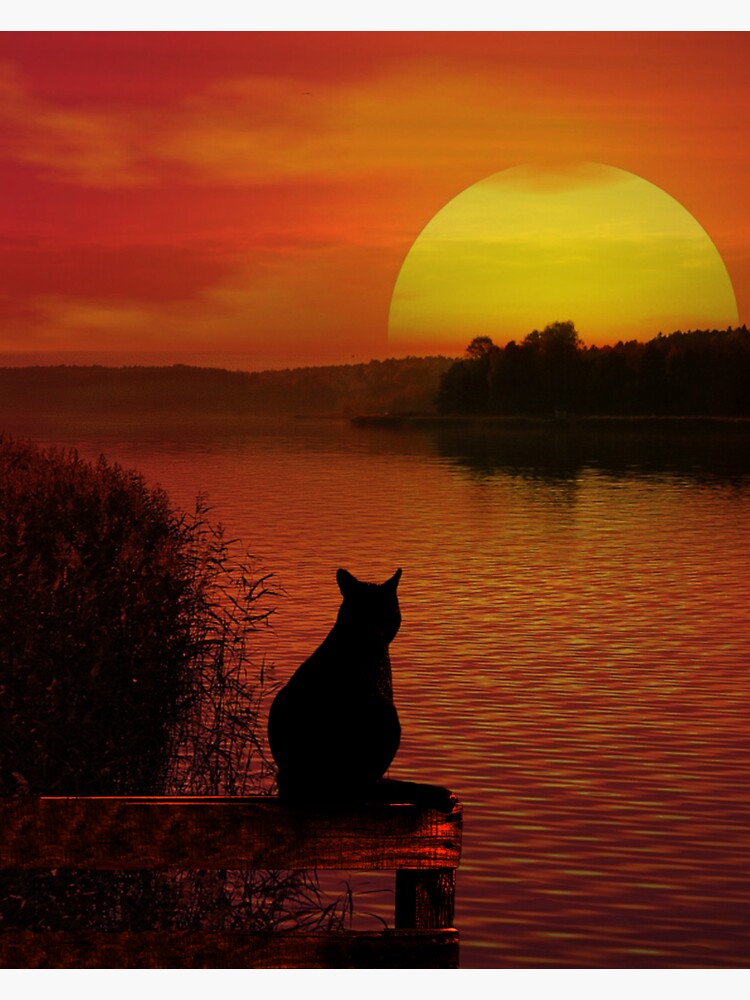 "cat look at sunset" Sticker for Sale by khanaqa | Redbubble