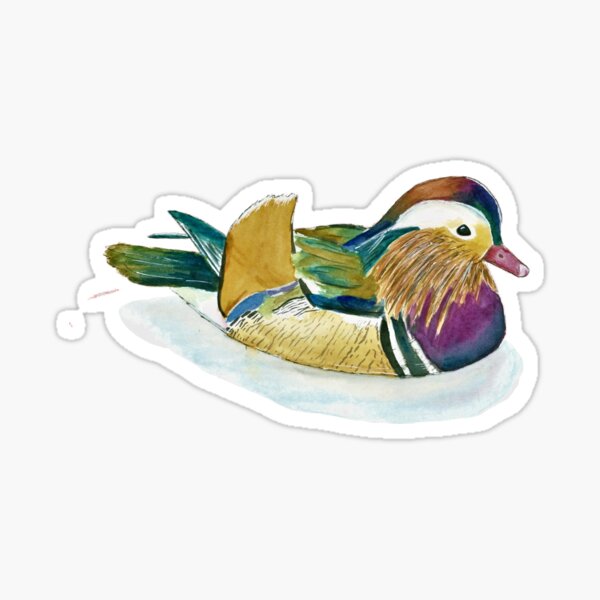 "Mandarin Duck" Sticker for Sale by Sarah-Addy-Art | Redbubble
