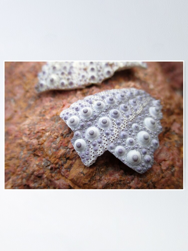 "Sea shell - Point Riley, South Australia" Poster by AlisonJoy | Redbubble