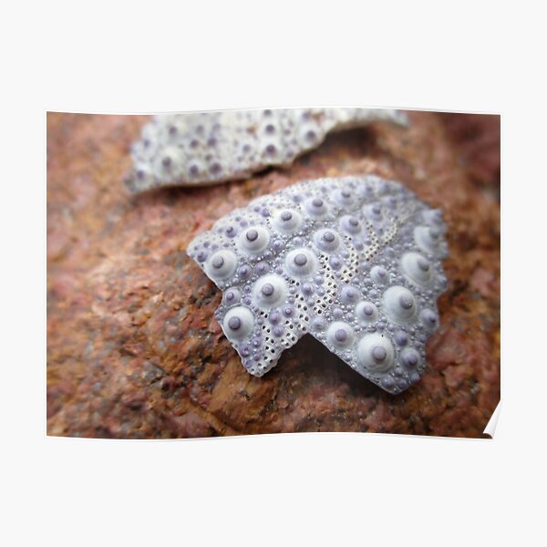 "Sea shell - Point Riley, South Australia" Poster by AlisonJoy | Redbubble