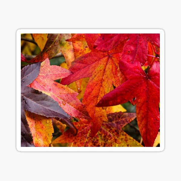 "Colourful and bright autumn leaf- dry, fallen leaf" Sticker for Sale ...