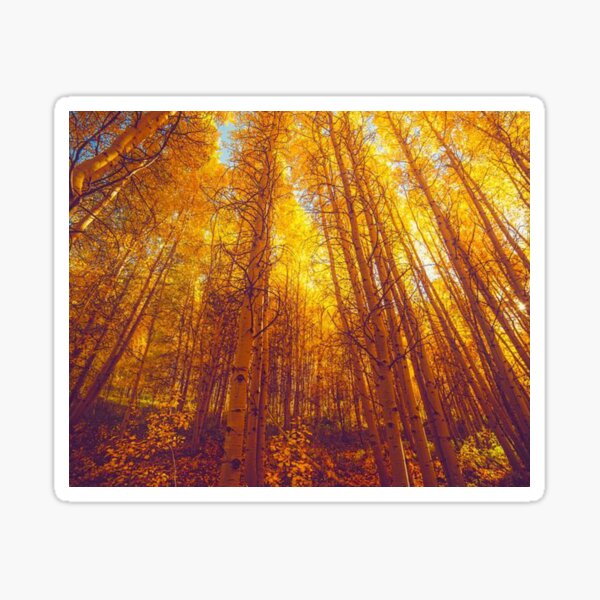 "Walking through tall Beautiful, Colourful and bright autumn trees ...