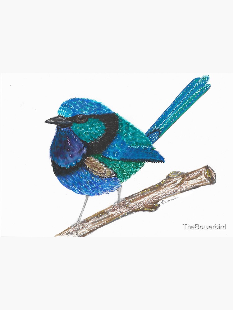 "Playful Splendid Fairy-wren" Sticker for Sale by TheBowerbird | Redbubble