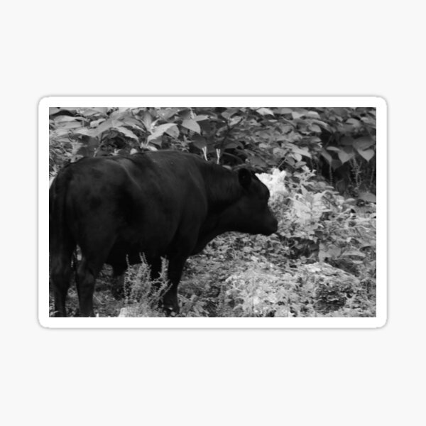 "black cow black and white" Sticker for Sale by Francespoppy | Redbubble