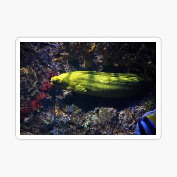 "Yellow Moray eel" Sticker for Sale by Aleksander37 | Redbubble
