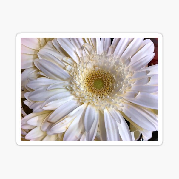 "White Flower" Sticker for Sale by Ric1926 | Redbubble