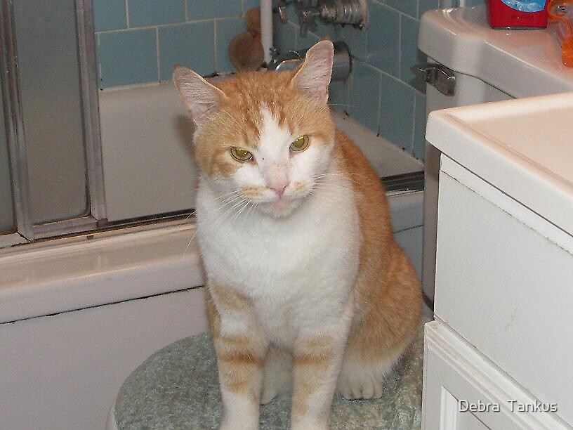 "Binx my Tailess Cat" by Debra Tankus | Redbubble