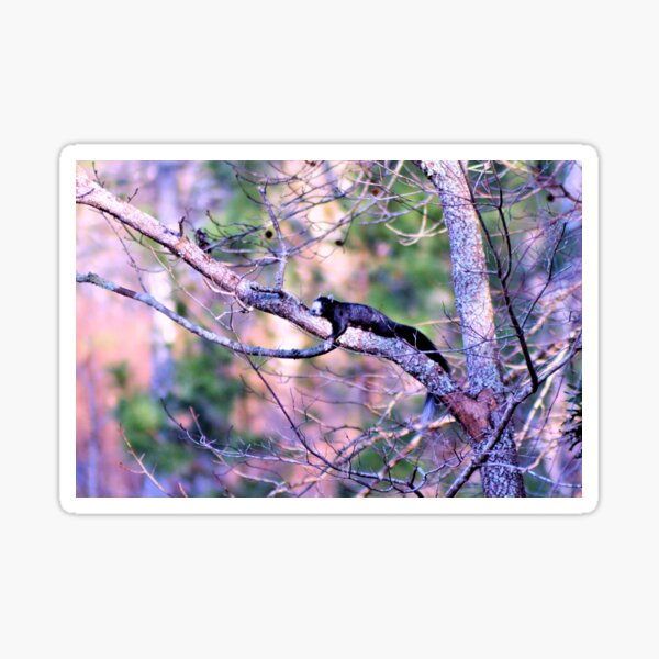"Fox Squirrel Ready To Give Birth" Sticker for Sale by DAWNESROMEO ...