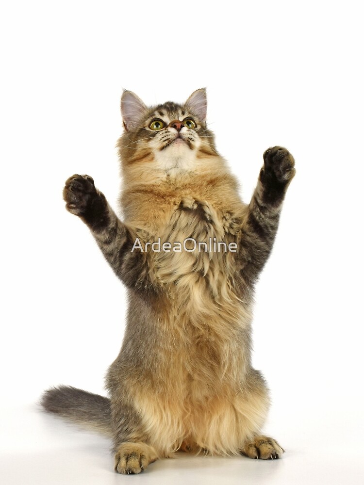 "Tiffanie cat standing on hind legs clapping paws" Graphic T-Shirt for ...