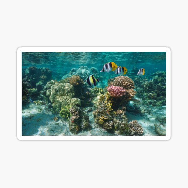 "Coral reef with tropical fish in the ocean underwater seascape ...