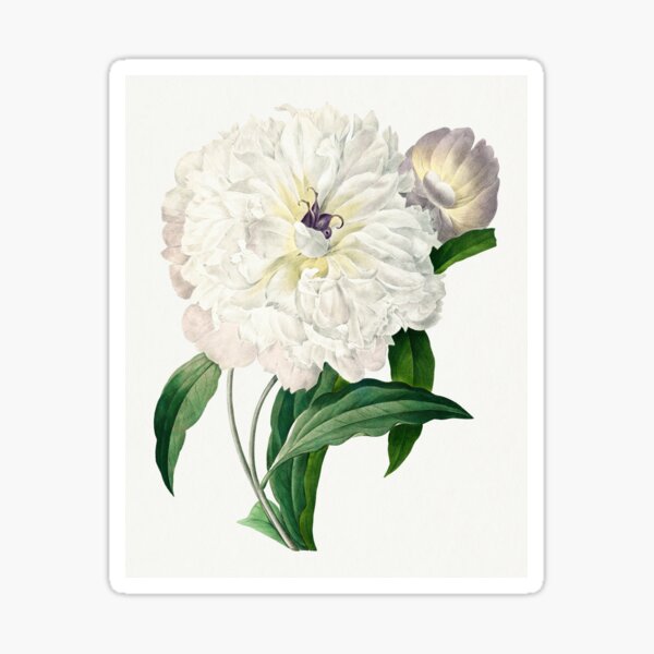 "White flower" Sticker for Sale by hakima0 | Redbubble